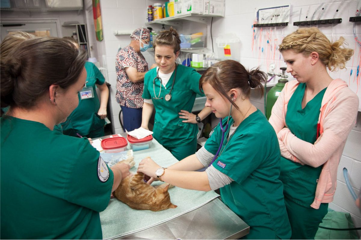Building a healthy professional identity in veterinary medicine ...